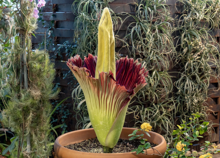 Our Favorite Spooky Plants | DesignScapes of NC, Ltd.