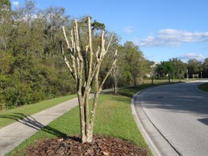 No More Crepe Murder! | DesignScapes of NC, Ltd.