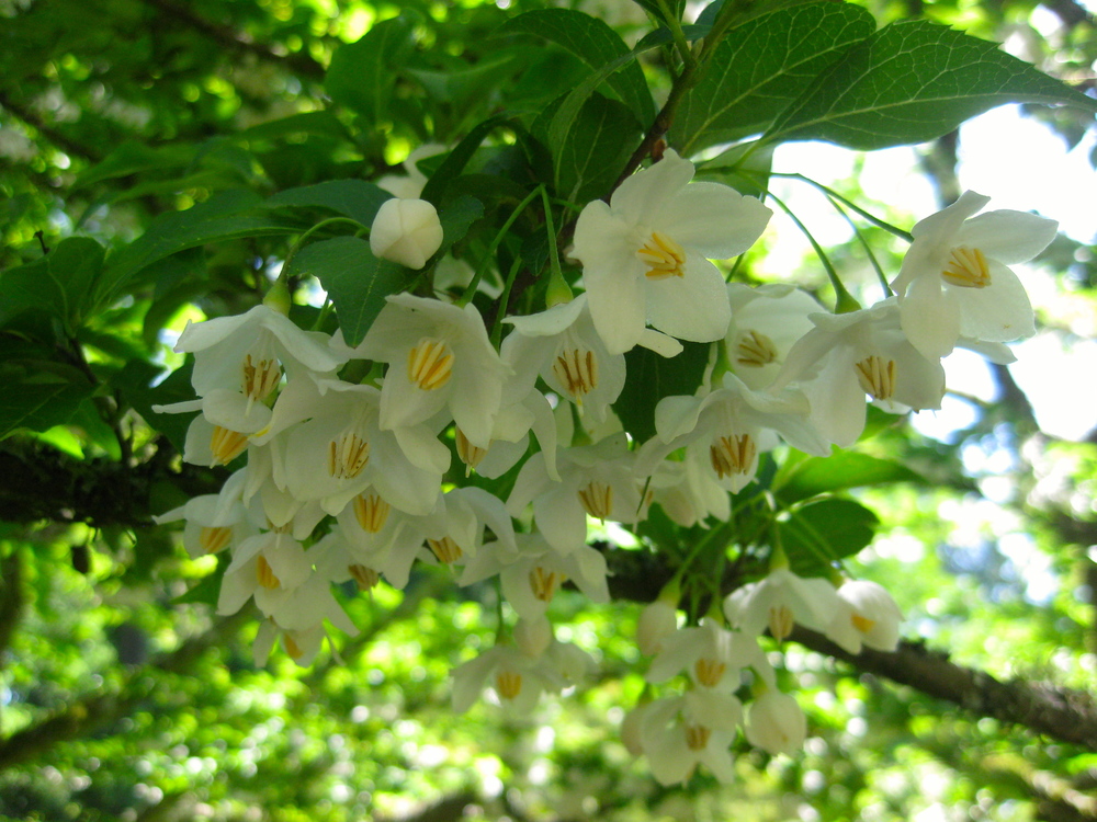 Moonlight Gardens | DesignScapes of NC, Ltd.